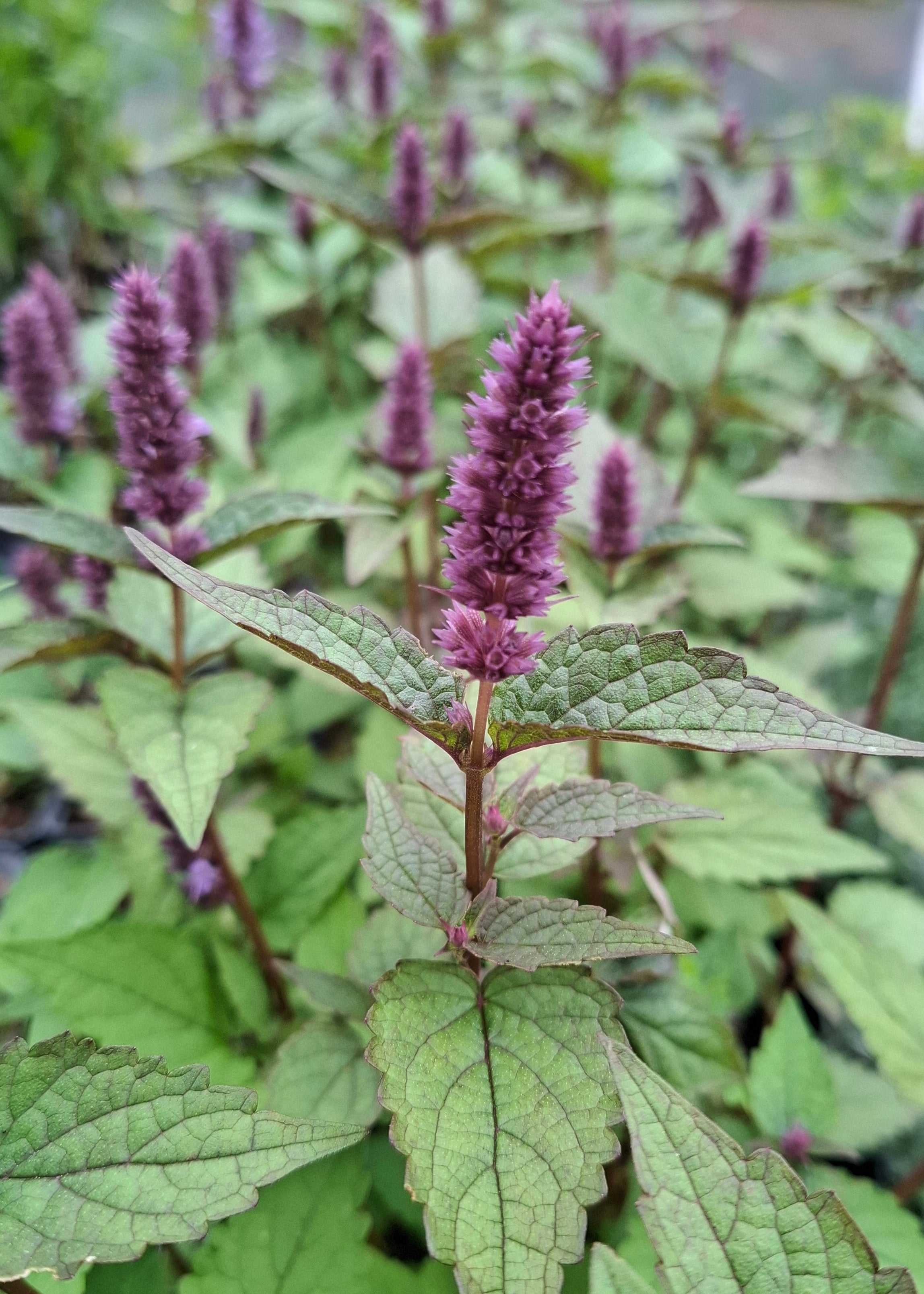 Agastache 'After Eight' – Smarty Plants Nursery