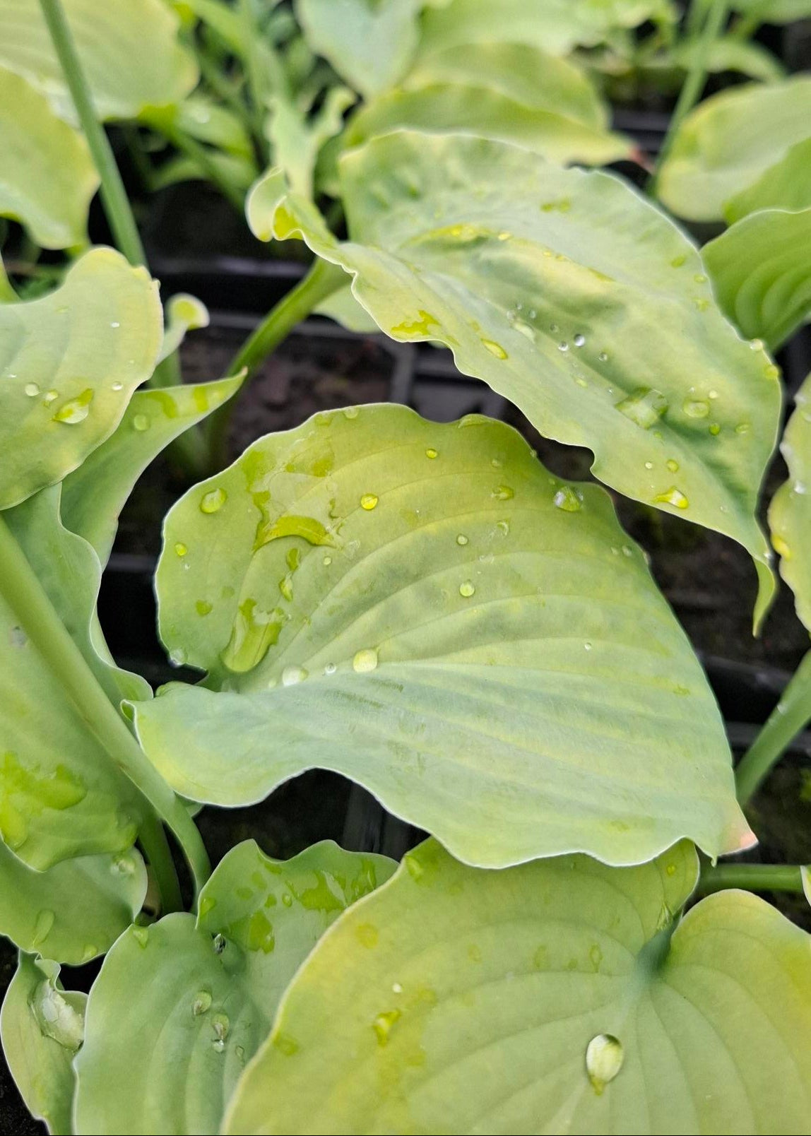 Hosta 'Wogon' – Smarty Plants Nursery