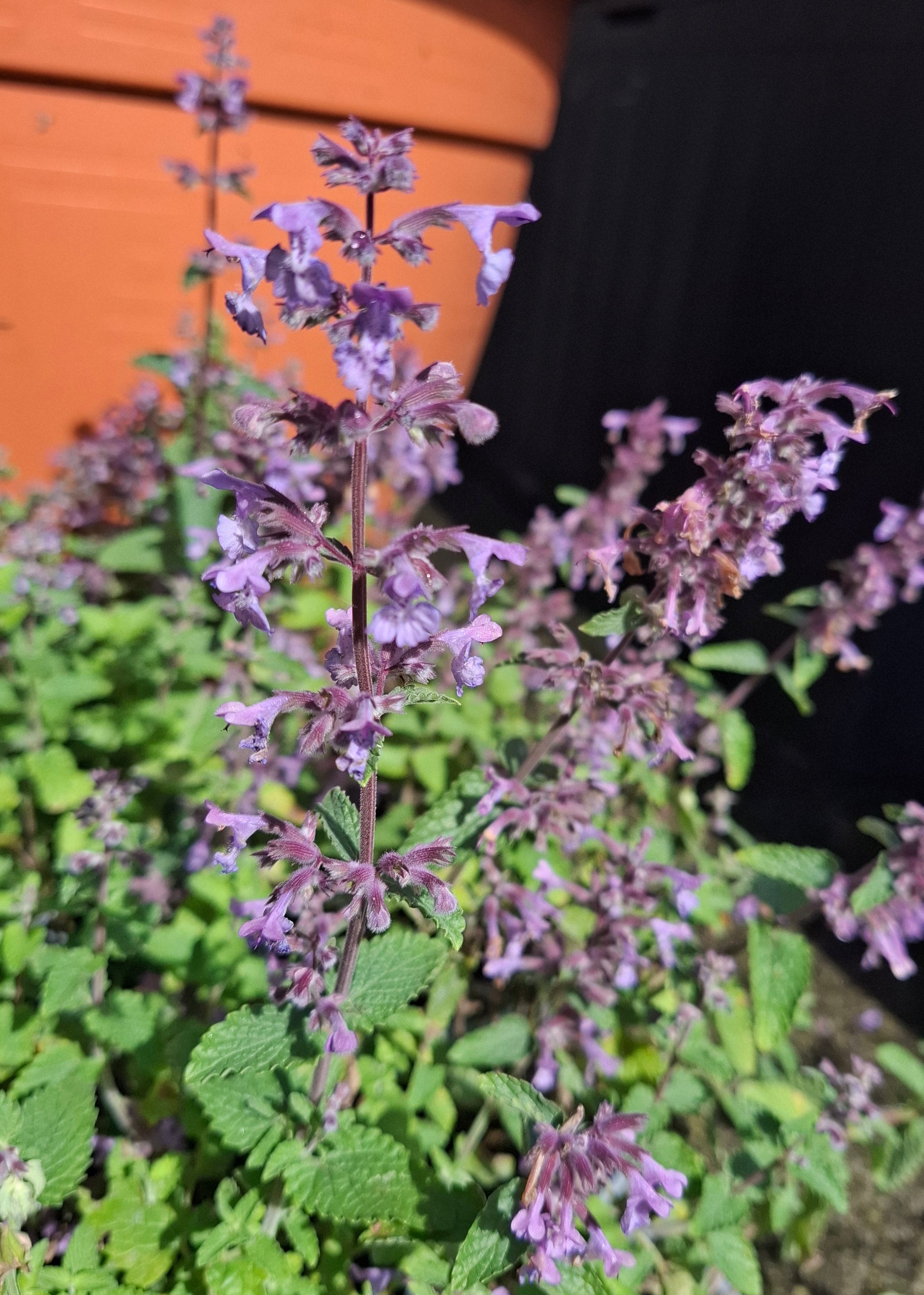 Nepeta 'Picture Purrfect' – Smarty Plants Nursery