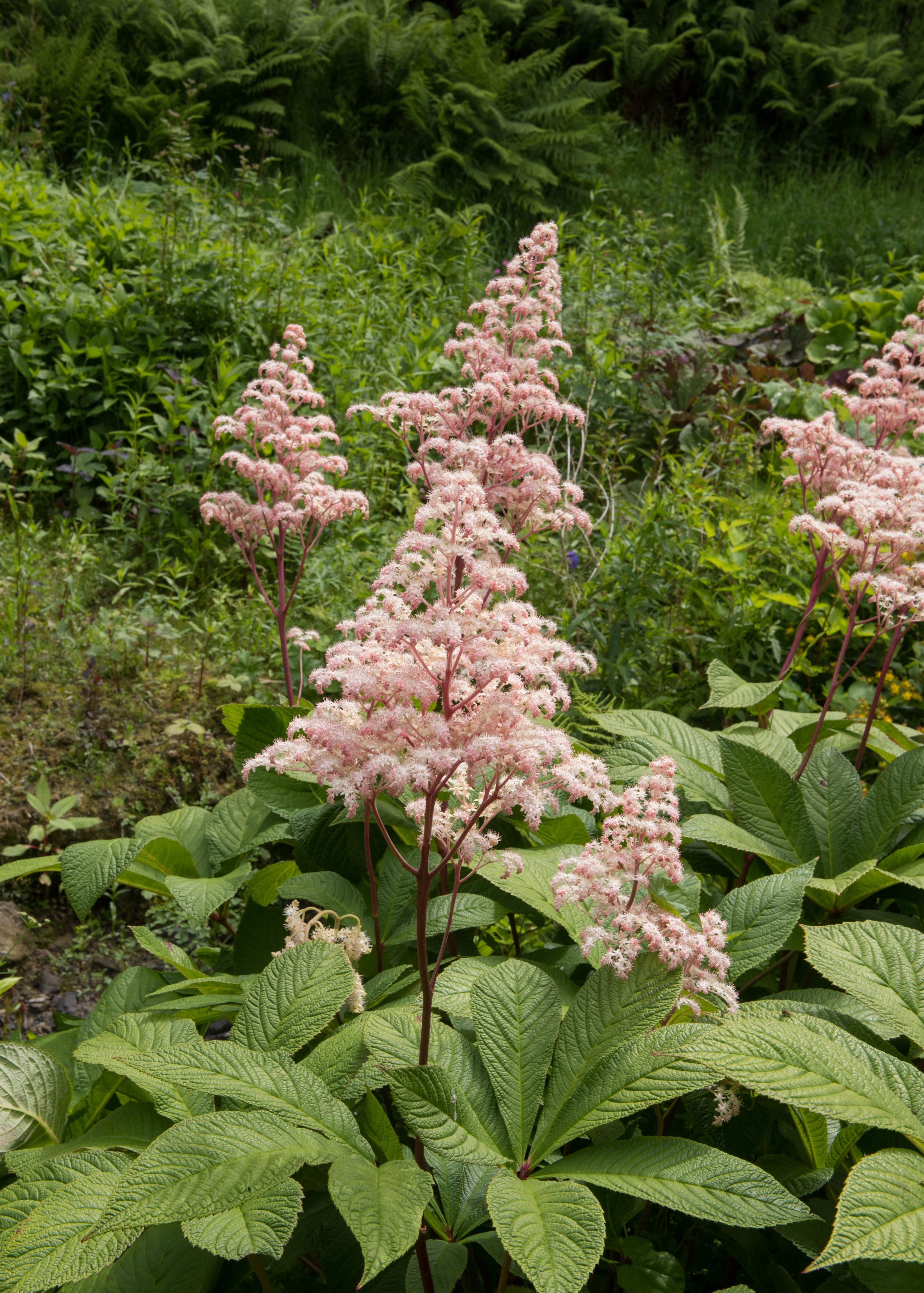 Rodgersia Henrici Hybrid – Smarty Plants Nursery