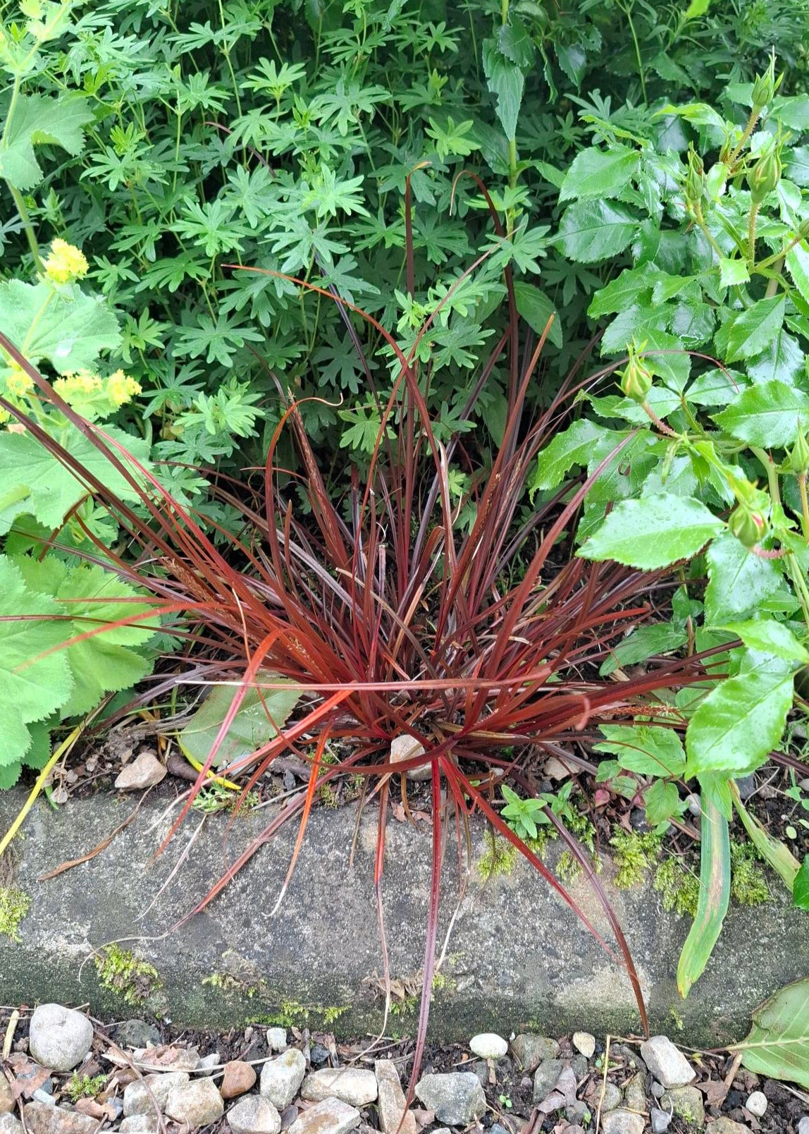 Uncinia rubra – Smarty Plants Nursery